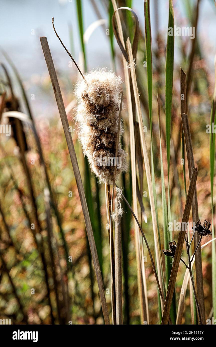 Spent cattails by water in the wetlands Stock Photo - Alamy