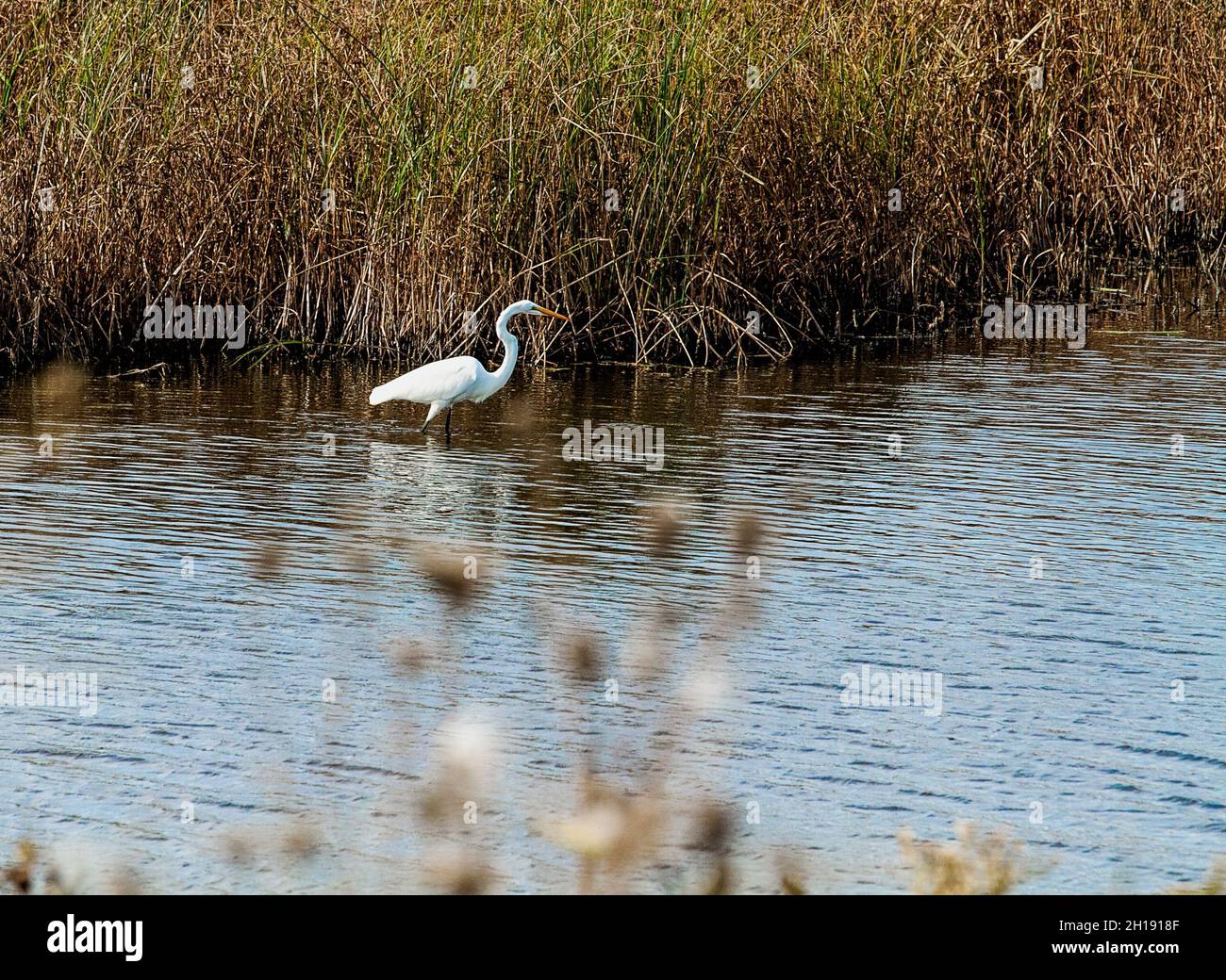Wading migrating birds hi-res stock photography and images - Alamy