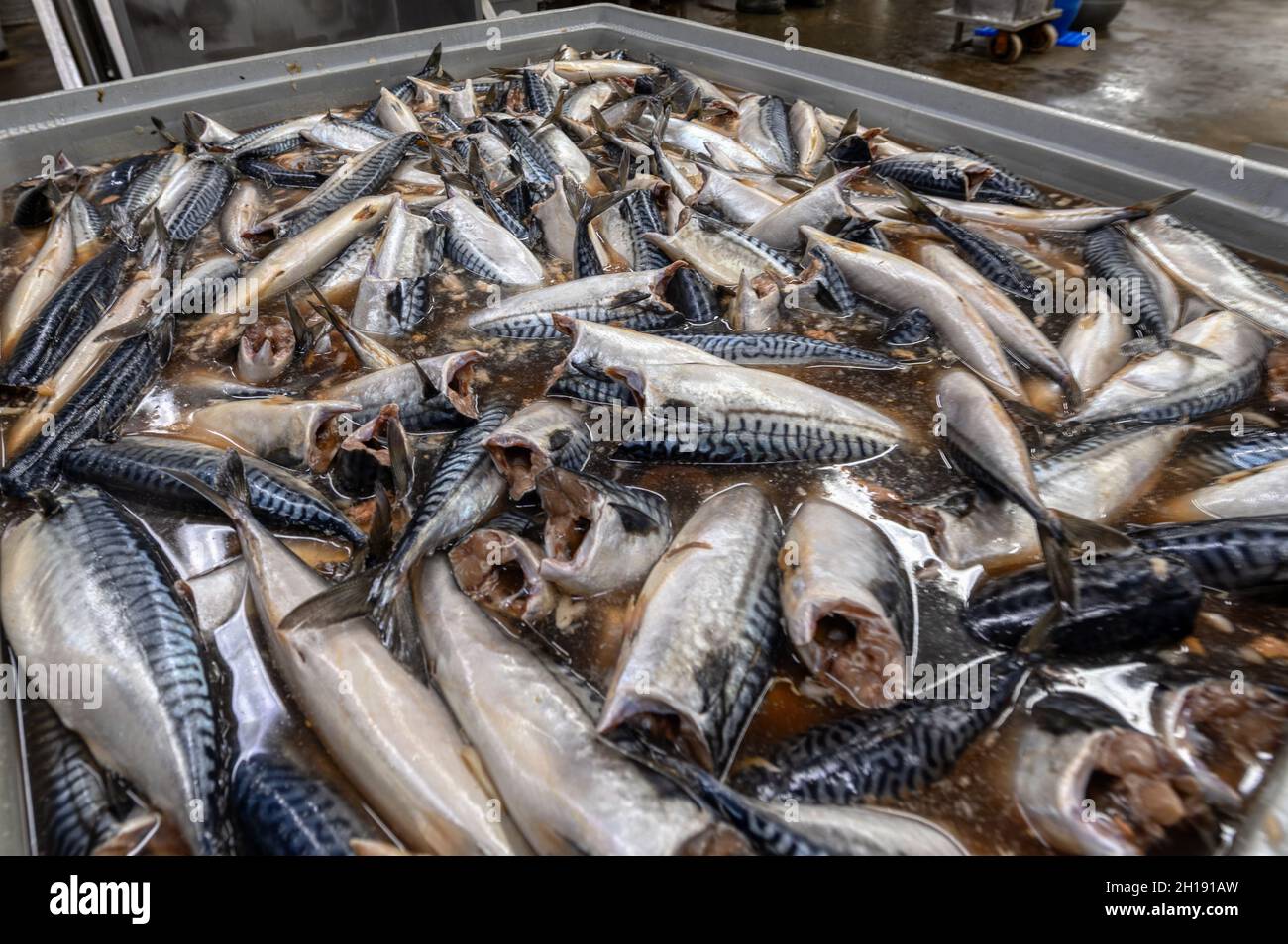 Headless and gutted mackerel. Fresh sea fish, prepared for processing ...