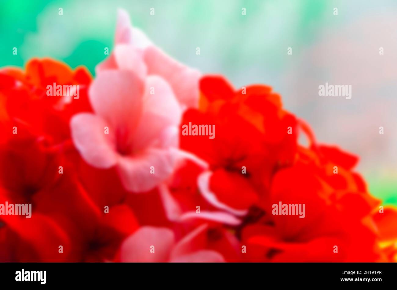 Blurred. Bouquet of colorful geranium flowers. Pink and red geranium ...