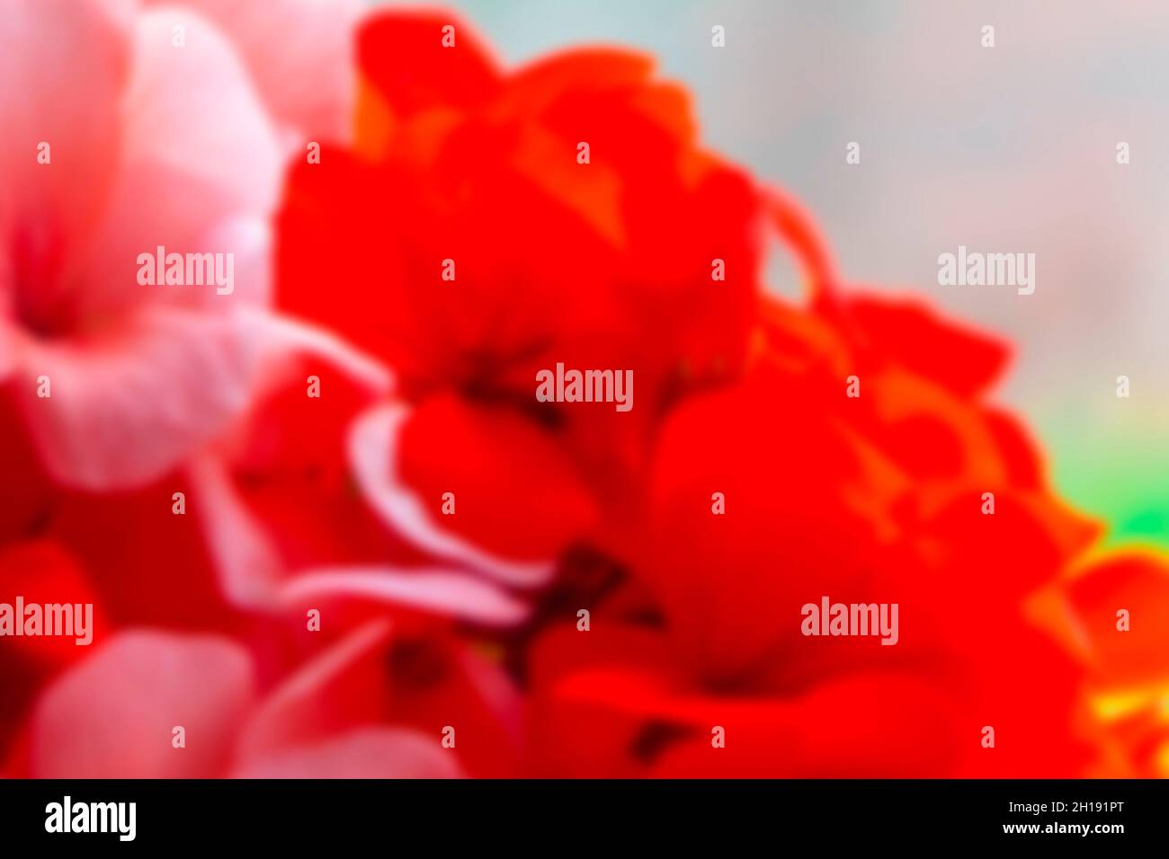 Blurred. Bouquet of colorful geranium flowers. Pink and red geranium ...
