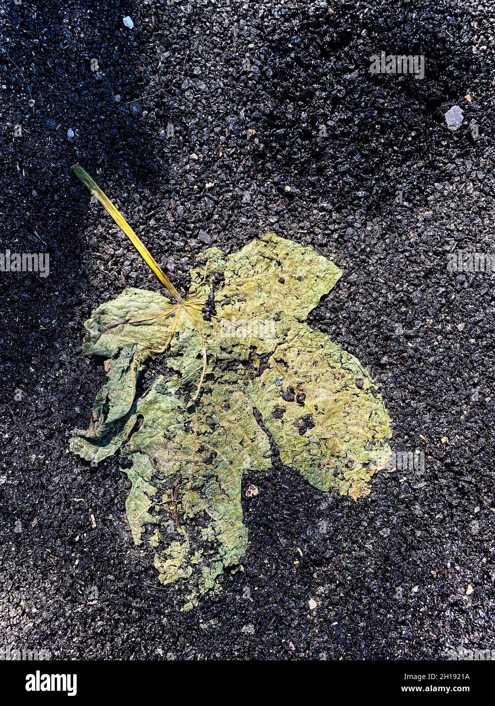 Dead tree leaf laying on the ground, street view, Lyon, France Stock ...