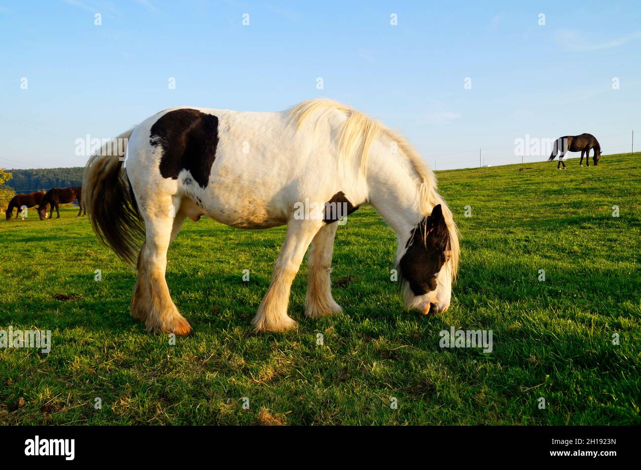 The Galineers Cob, also known as the Traditional Gypsy cob, Irish Cob ...