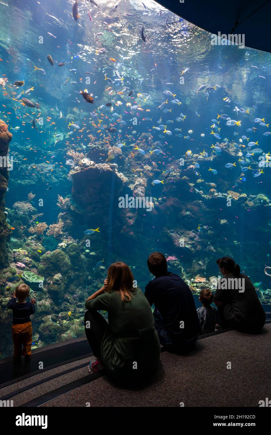 Tourists observing marine life in the aquarium at the California ...