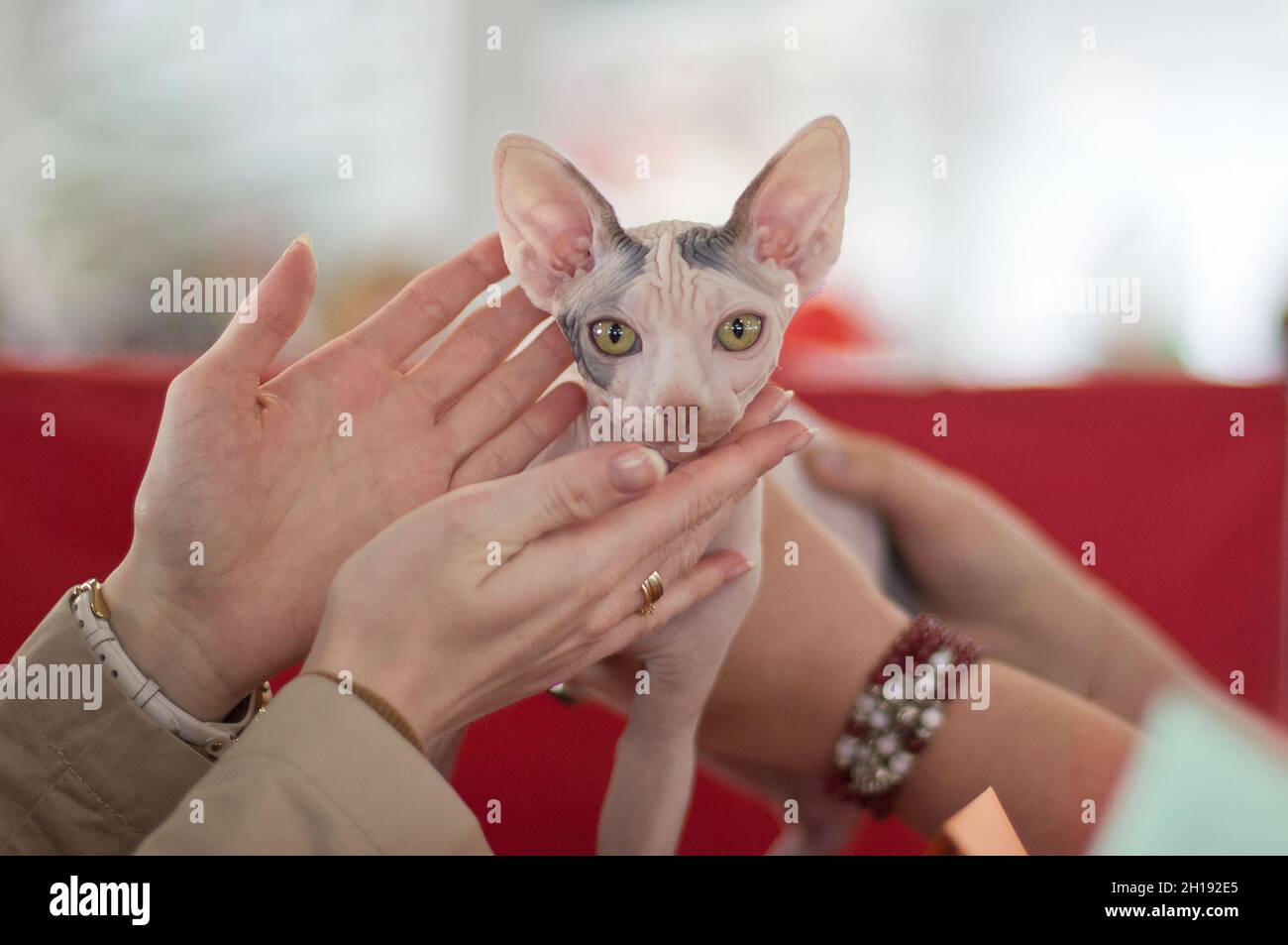 Female hands are reaching out to the Sphynx cat. Focus on the cat Stock ...