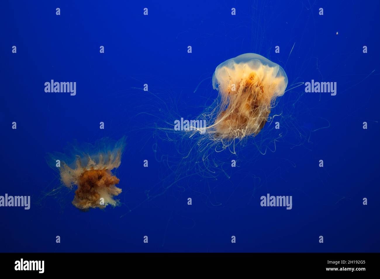 Two jellyfish swimming about in an exhibit at the Monterey Bay Aquarium ...