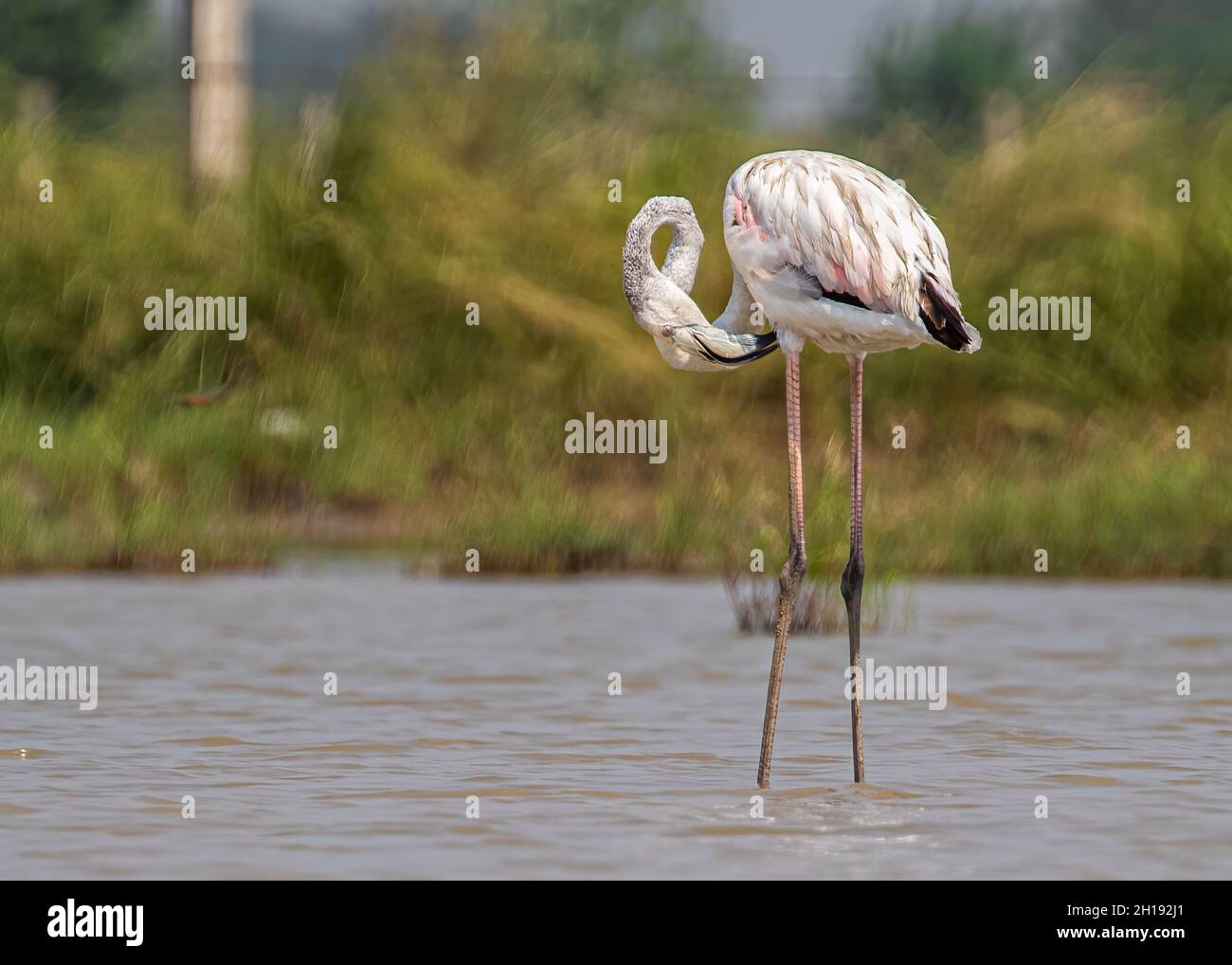Flamingo cleaning hi-res stock photography and images - Alamy