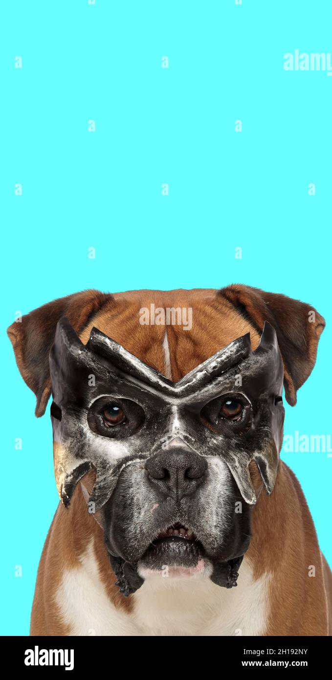 portrait of a cute boxer dog wearing a mask at halloween on blue ...