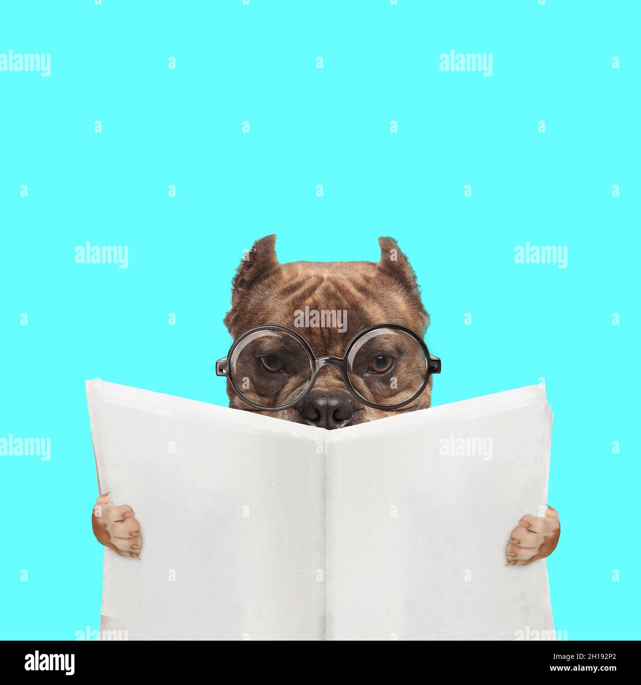 landscape of an adorable american bully dog reading the newspaper and ...