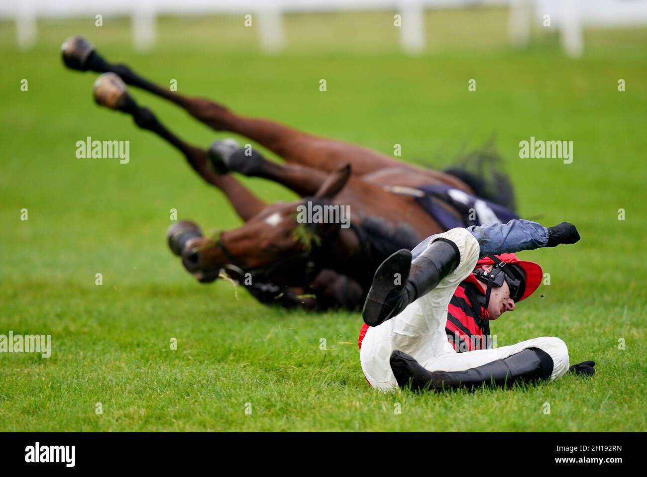 Jockey Craig Nichol is unseated from Well Planted whilst competing in ...