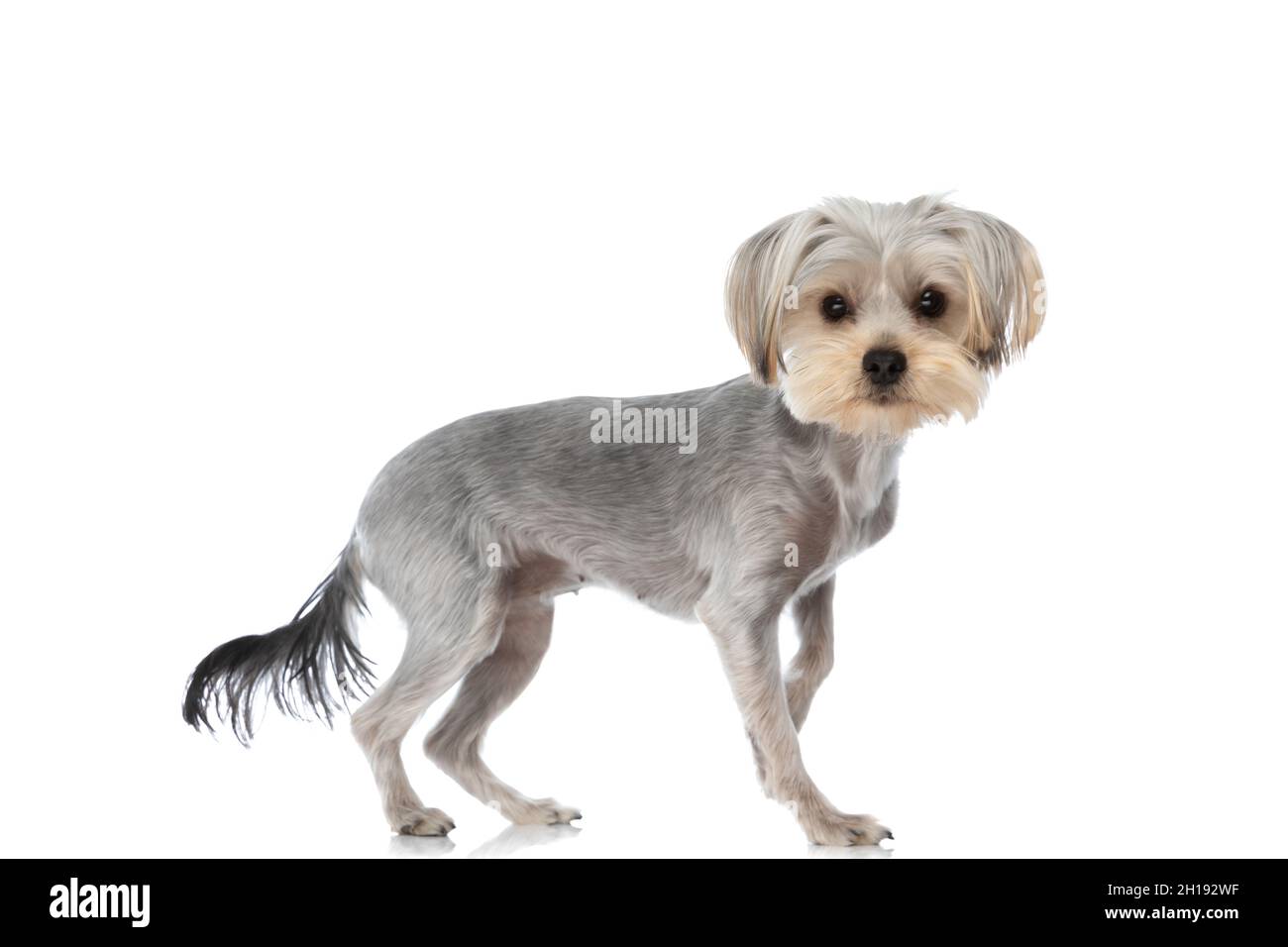 side view of a cute yorkshire terrier dog looking at the camera and ...