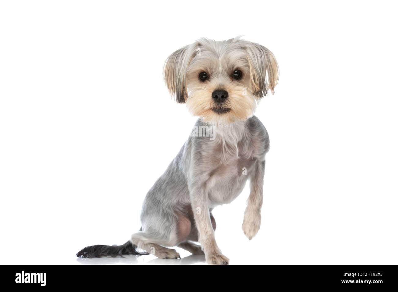 cute yorkshire terrier dog sitting against white background with one ...
