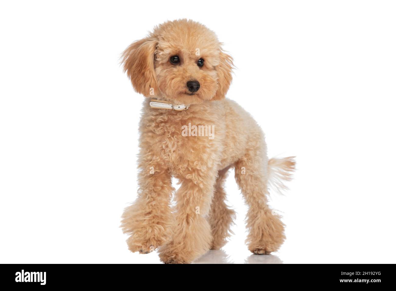 cute caniche dog wearing a collar and looking away against white studio ...
