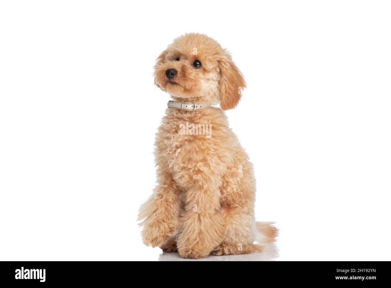 sweet caniche dog sitting against white background and wearing a collar ...