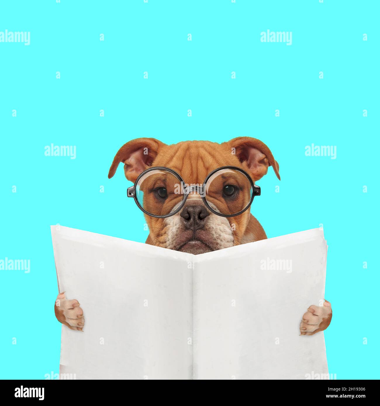landscape of a beautiful english bulldog wearing eyeglasses and reading ...
