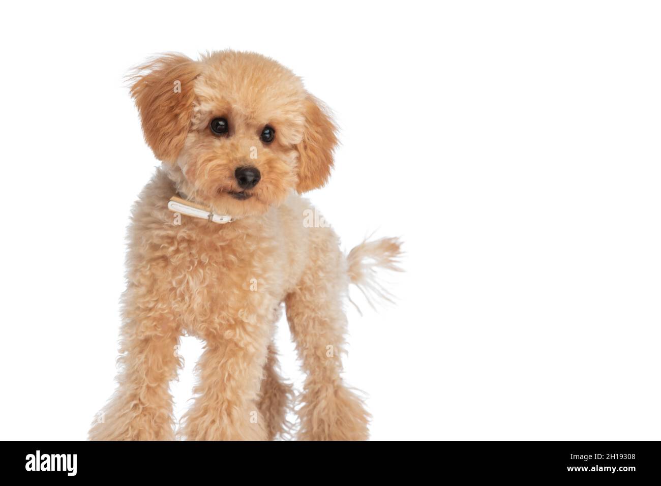 small caniche dog looking curious, wearing a leash and standing against ...