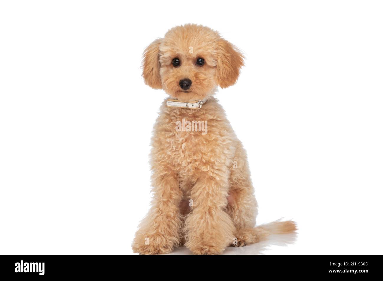 seated cute caniche dog wearing a leash and looking at the camera on ...