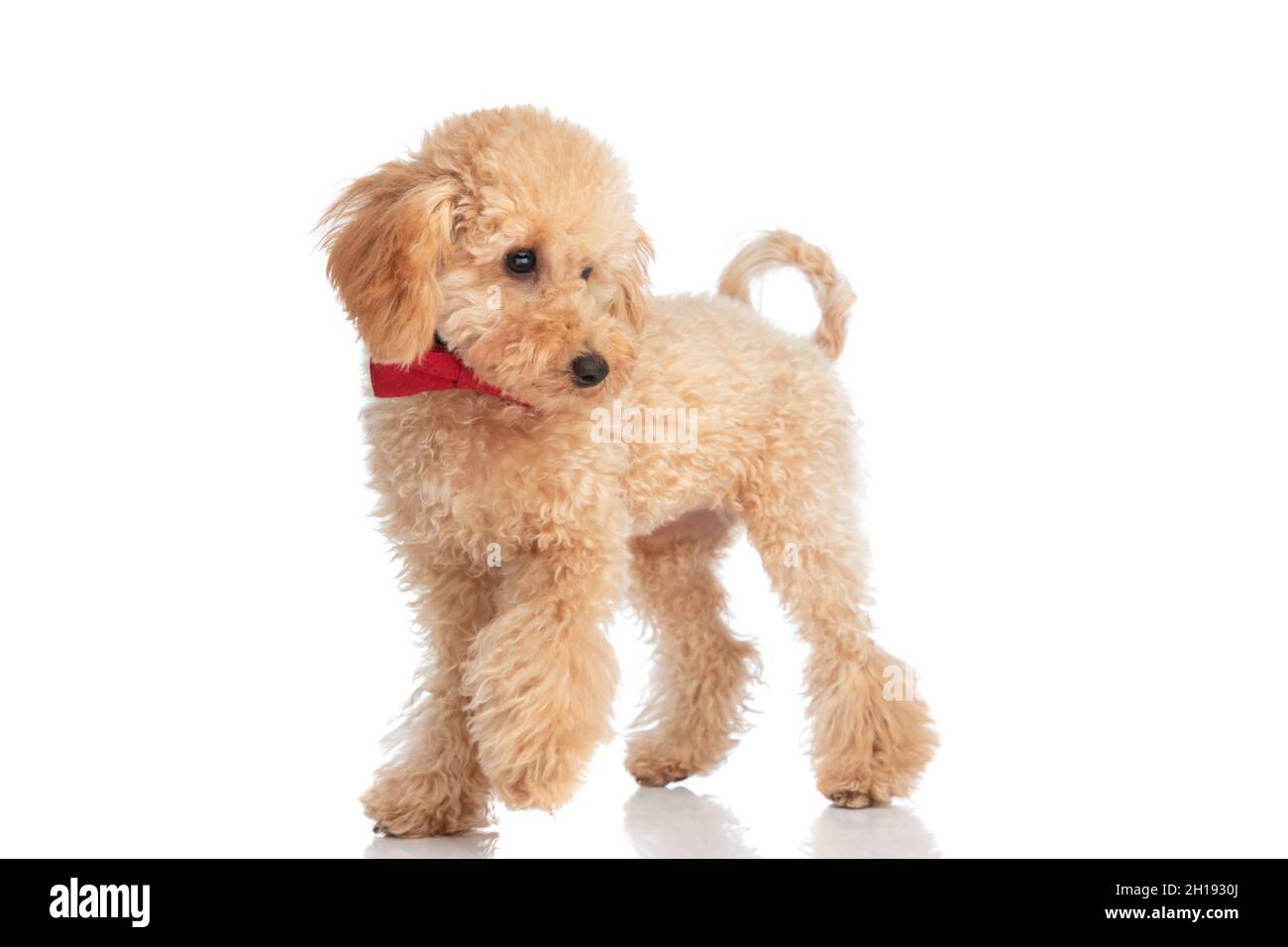 side view of an adorable caniche dog looking behind him and wearing a ...