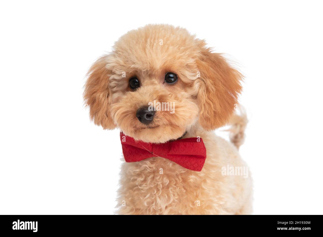 little caniche dog making a cute face and wearing a red bowtie on white ...