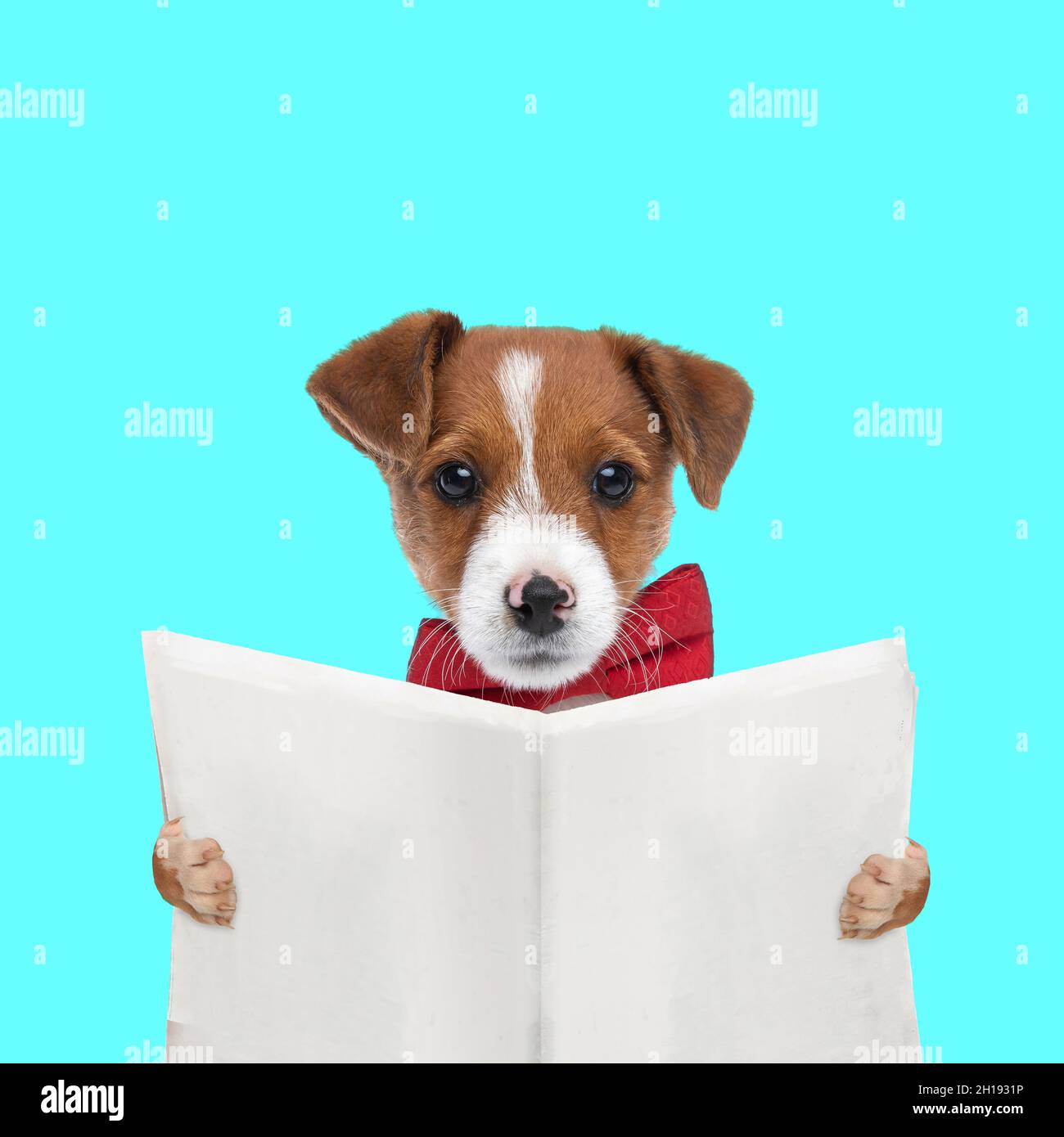 cute jack russell terrier dog reading the newspaper and wearing a red ...