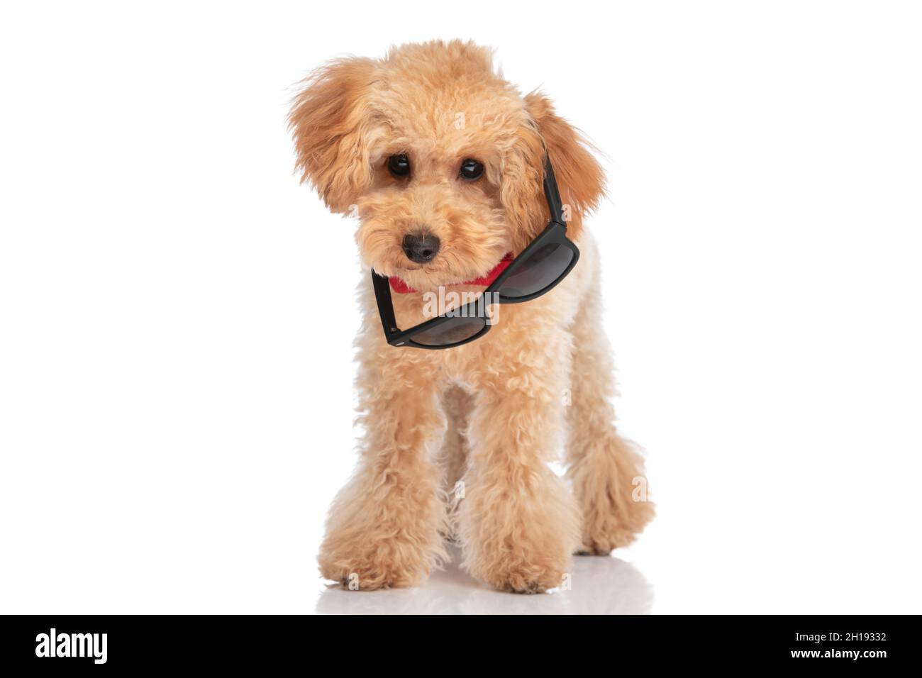 sweet caniche dog having his sunglasses falling over his ears and ...