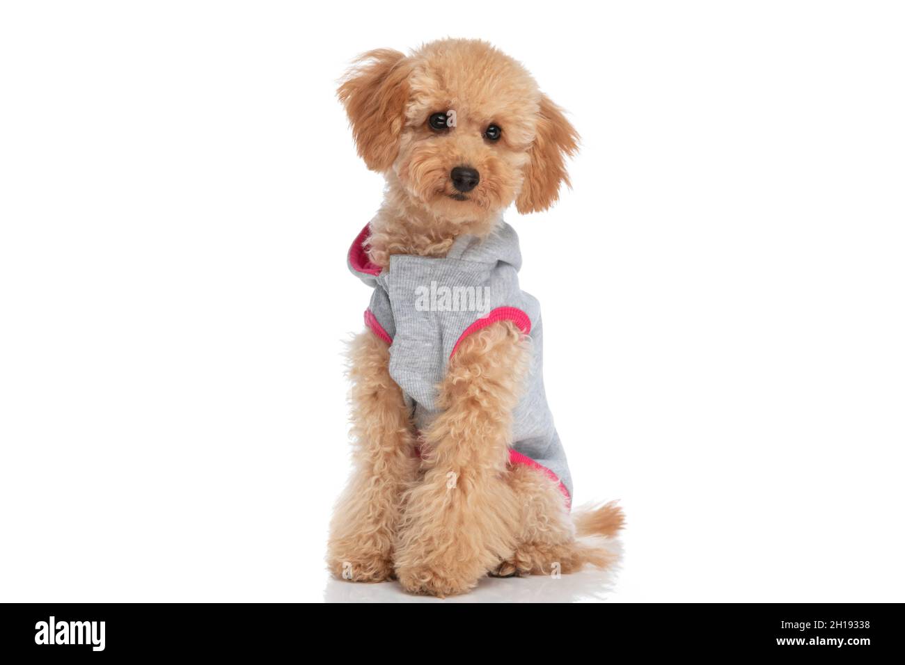 little caniche dog wearing a cloth, looking at the camera and sitting ...