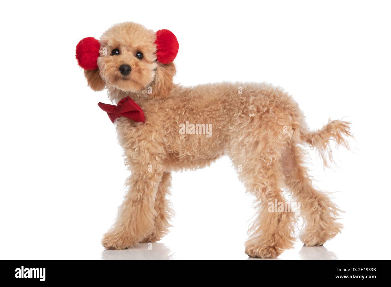 side view of an adorable caniche dog posing with his red headphones on ...