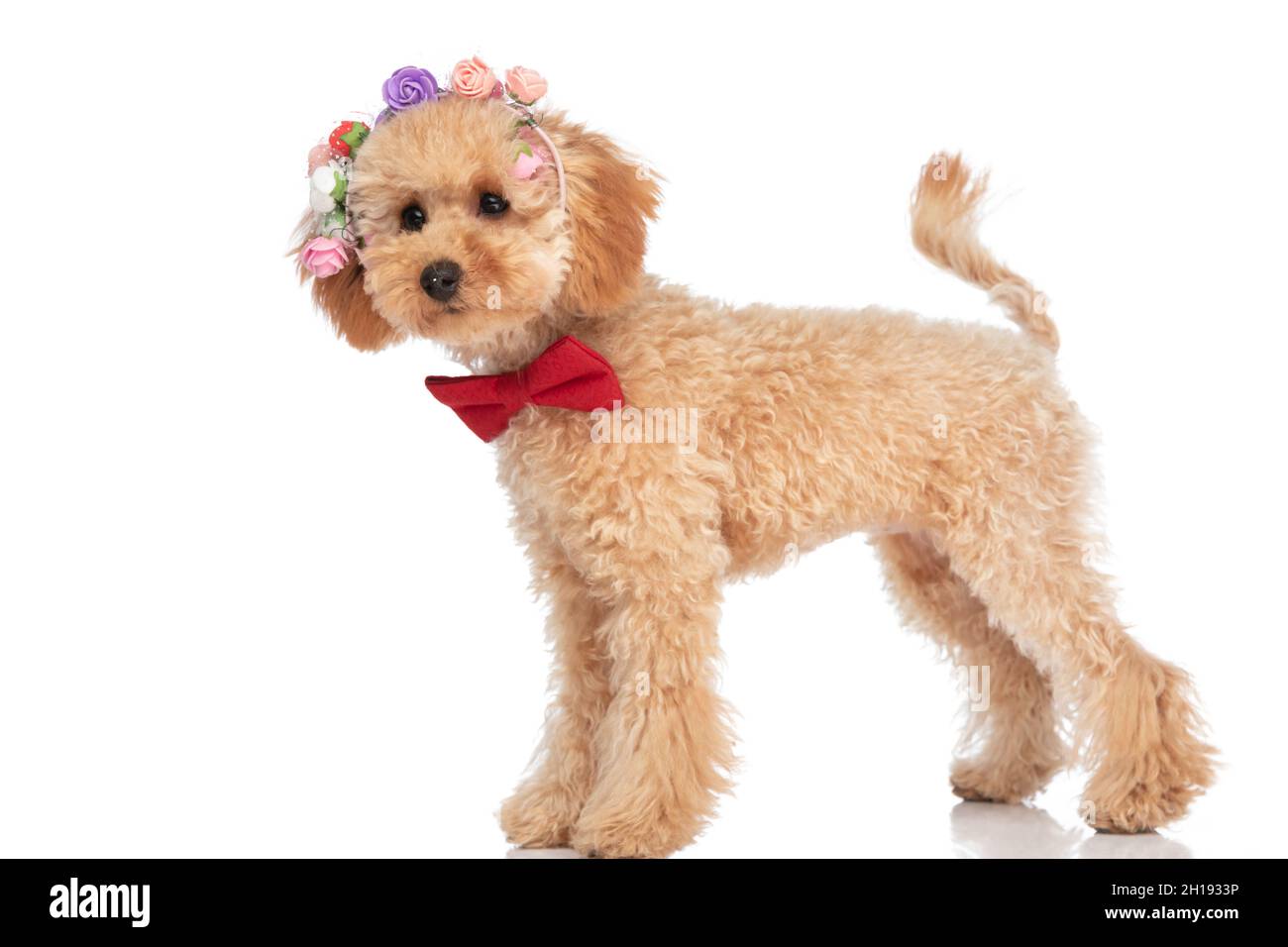 side view of a caniche dog feeling a little sad and wearing a headband ...