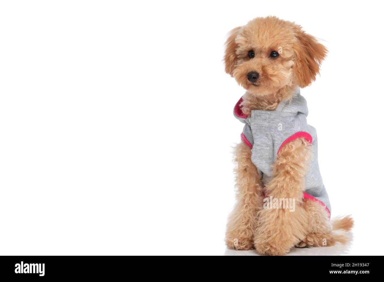 little adorable caniche dog being cute in his nice hoodie against white ...