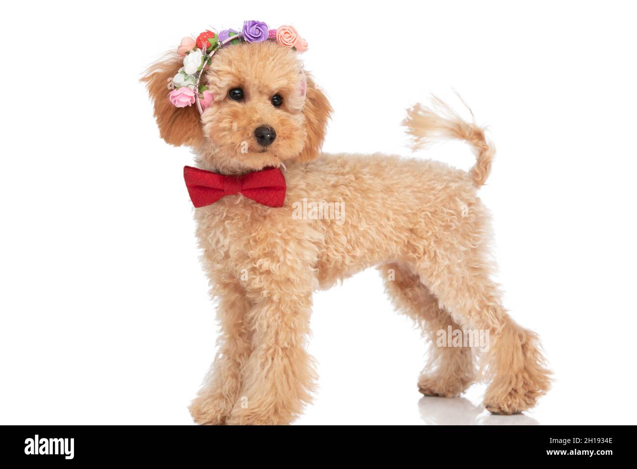 side view of a beautiful caniche dog looking away and wearing a ...