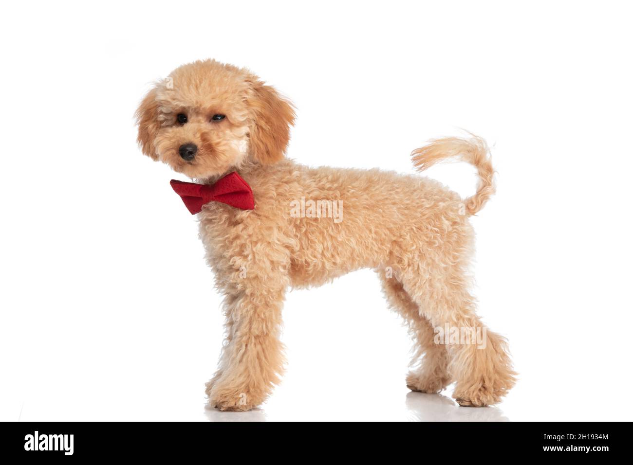 side view of an adorable poodle dog winking at the camera and wearing a ...