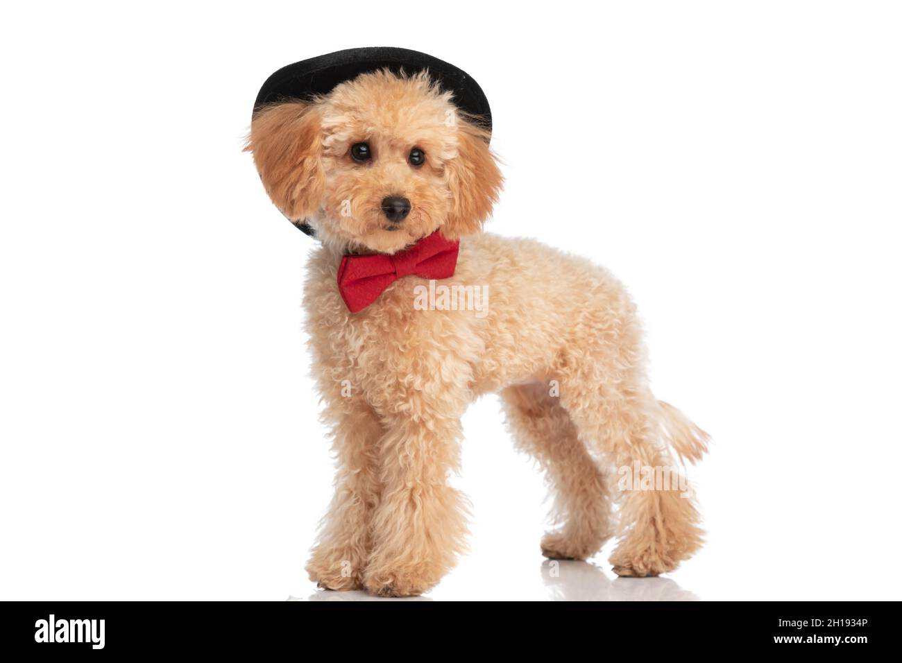 elegant caniche dog wearing a black hat, looking away and posing with ...
