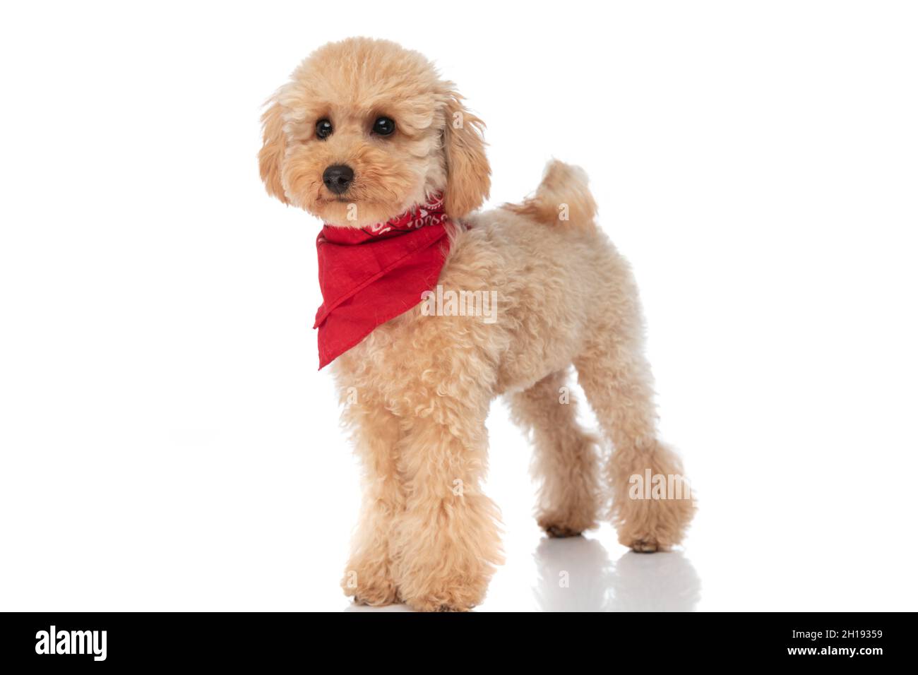 adorable caniche dog wearing a red bandana at his neck and standing ...