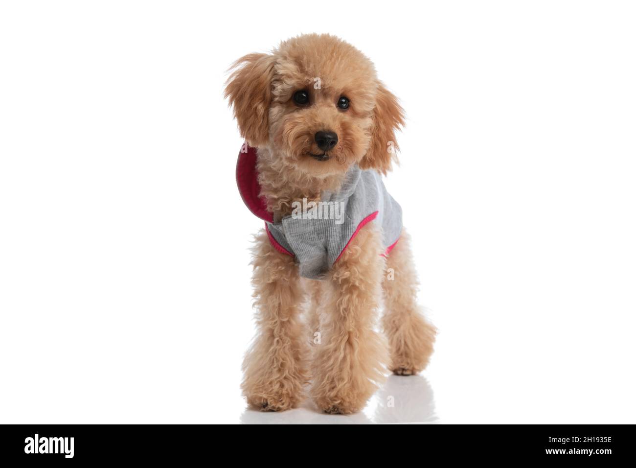 cute caniche dog smiling for the camera, wearing a hoodie and standing ...