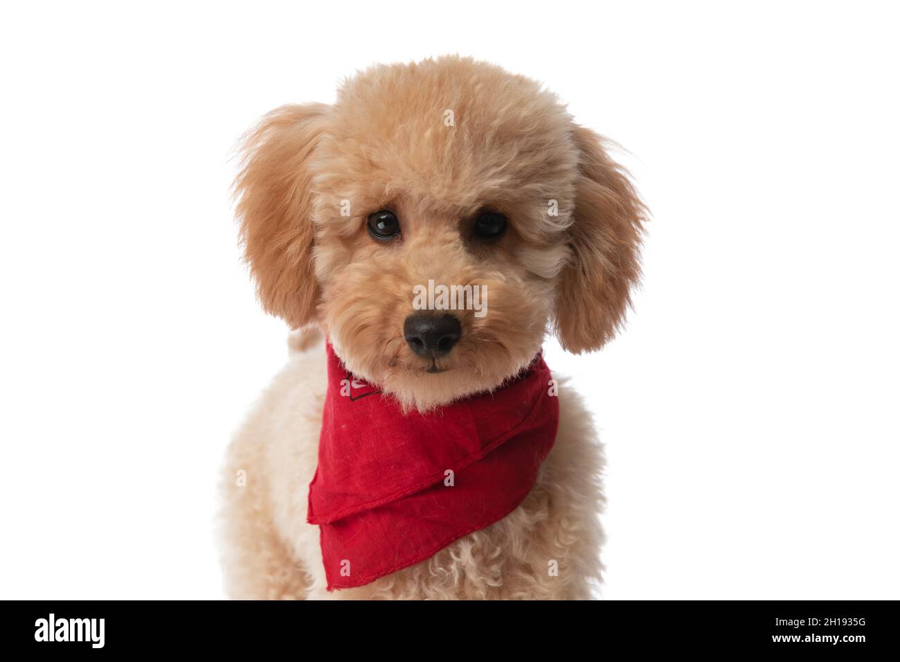 little caniche dog looking at the camera and wearing a red bandana on ...