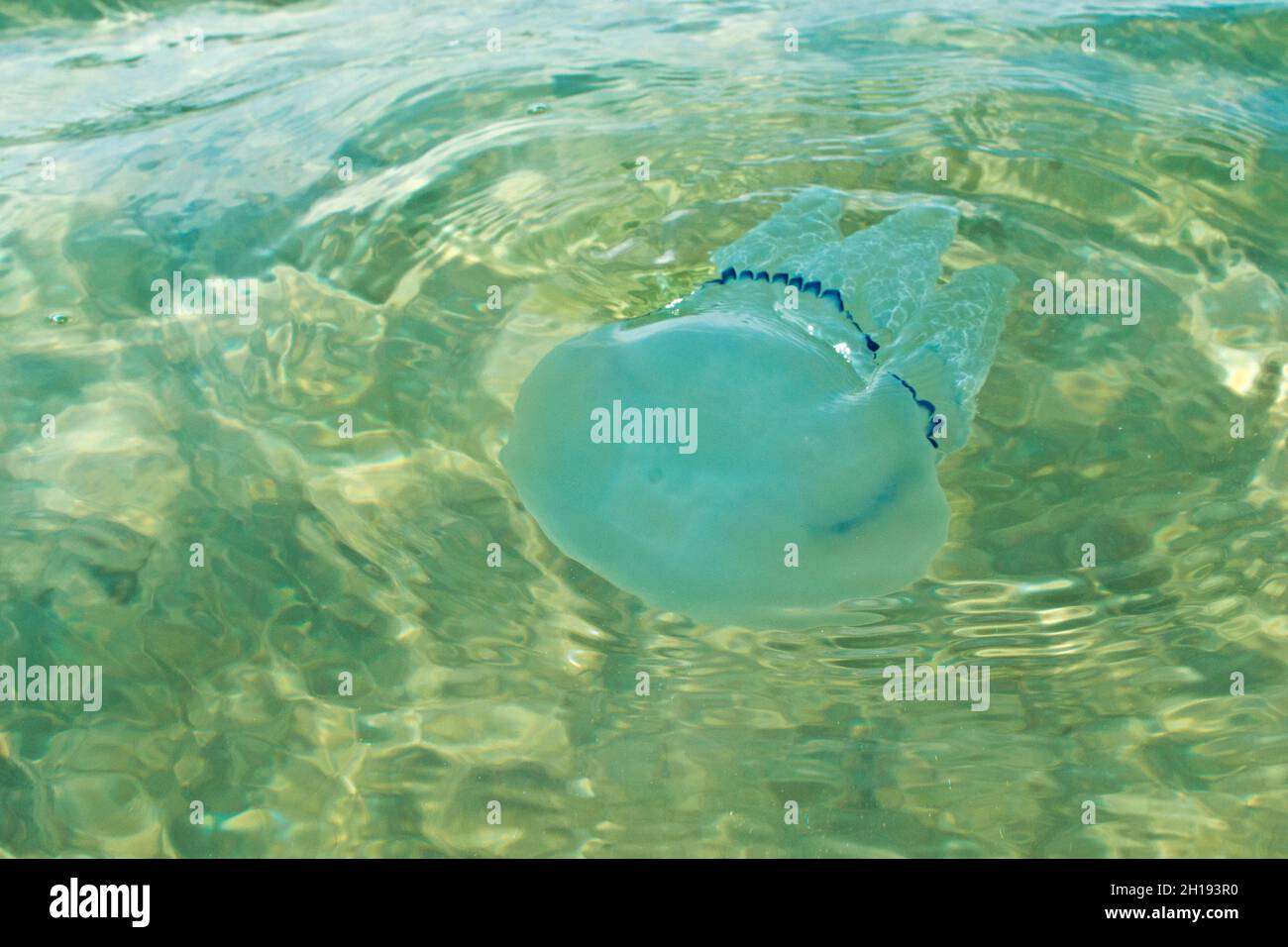 Rhizostomae hi-res stock photography and images - Alamy