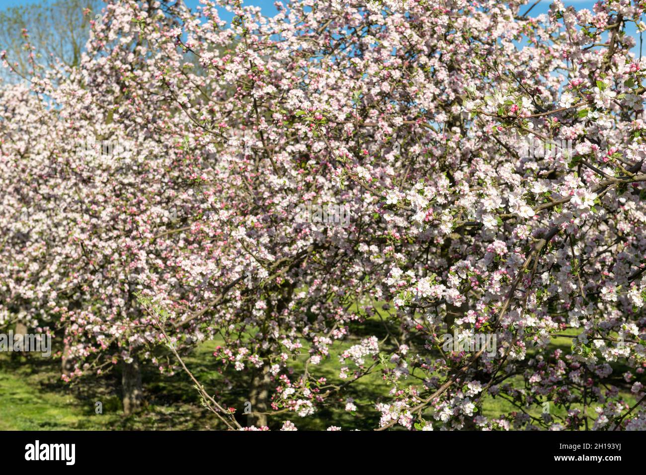 Apple blossom in bloom in a modern cider orchard Stock Photo - Alamy