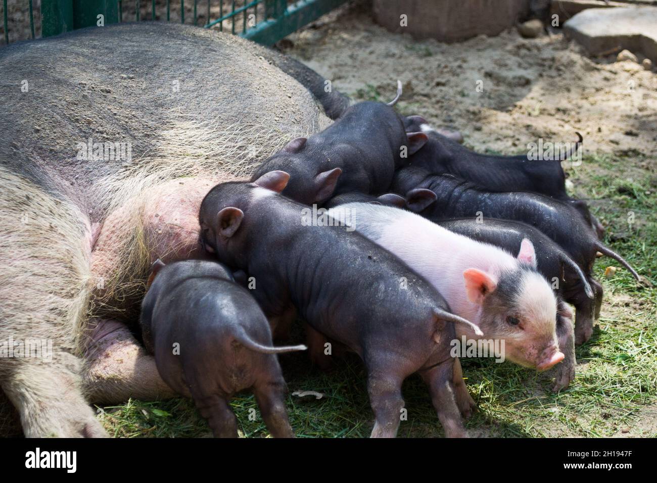 Piglets and parent hi-res stock photography and images - Alamy