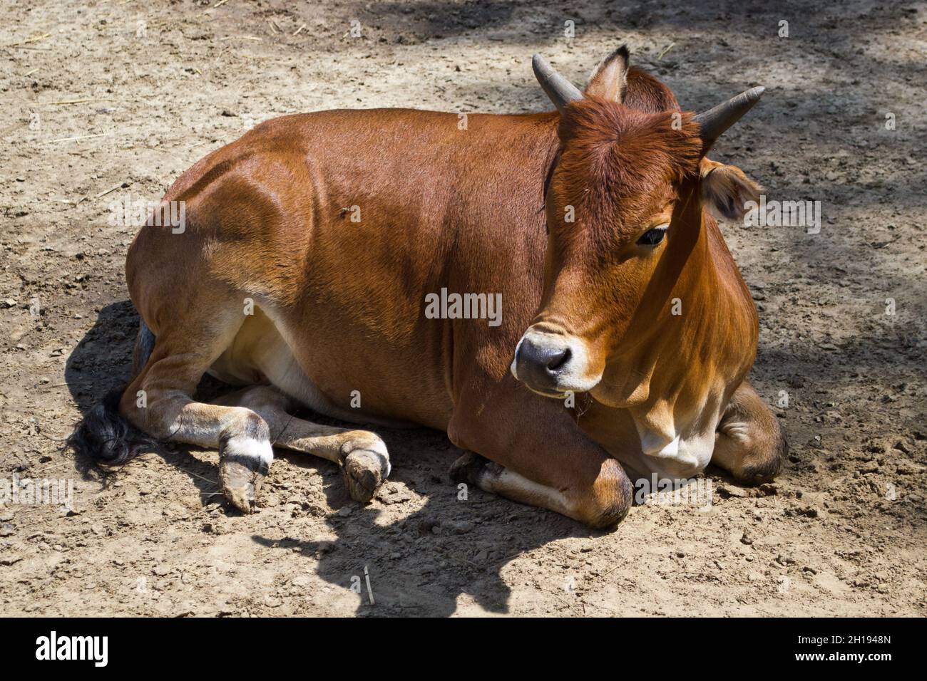 Cattle sitting hi-res stock photography and images - Alamy