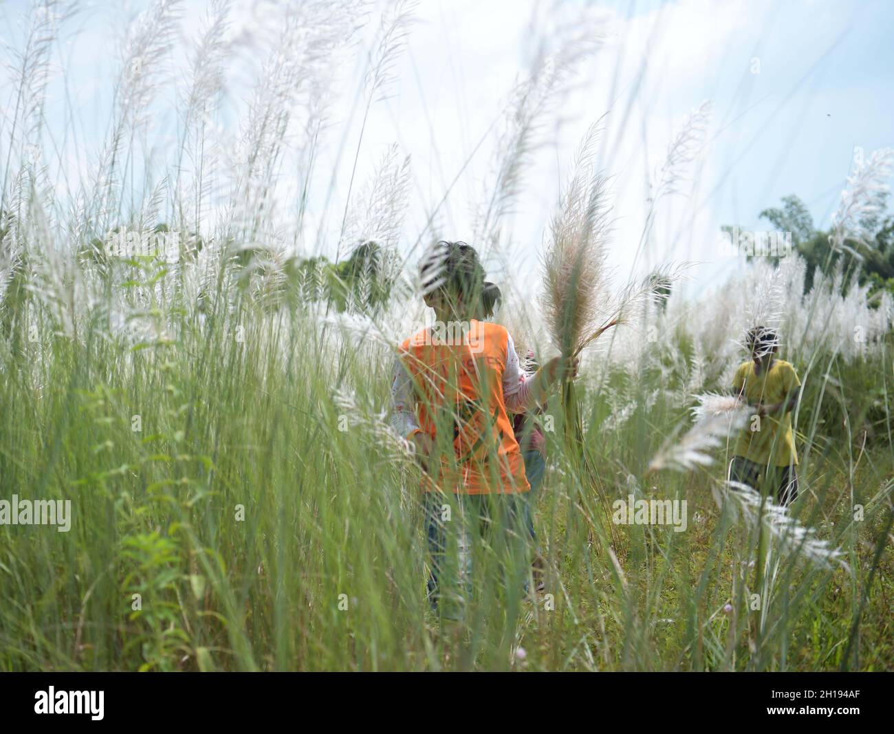 Children collect kash phool, also known as Kans Grass, which bloom in ...