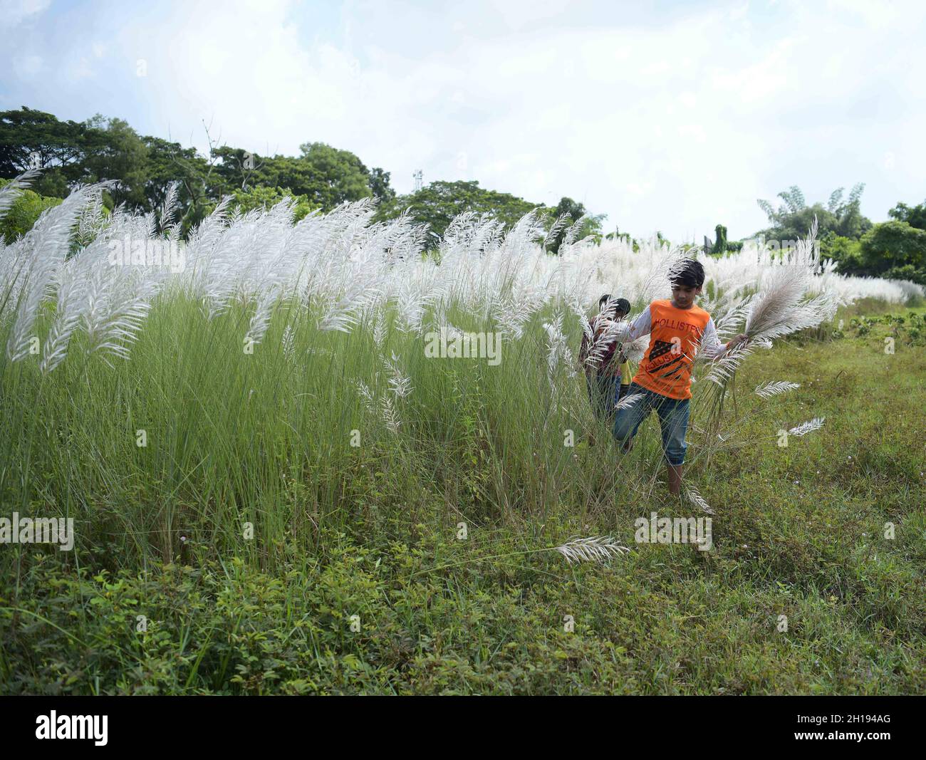 Children collect kash phool, also known as Kans Grass, which bloom in ...