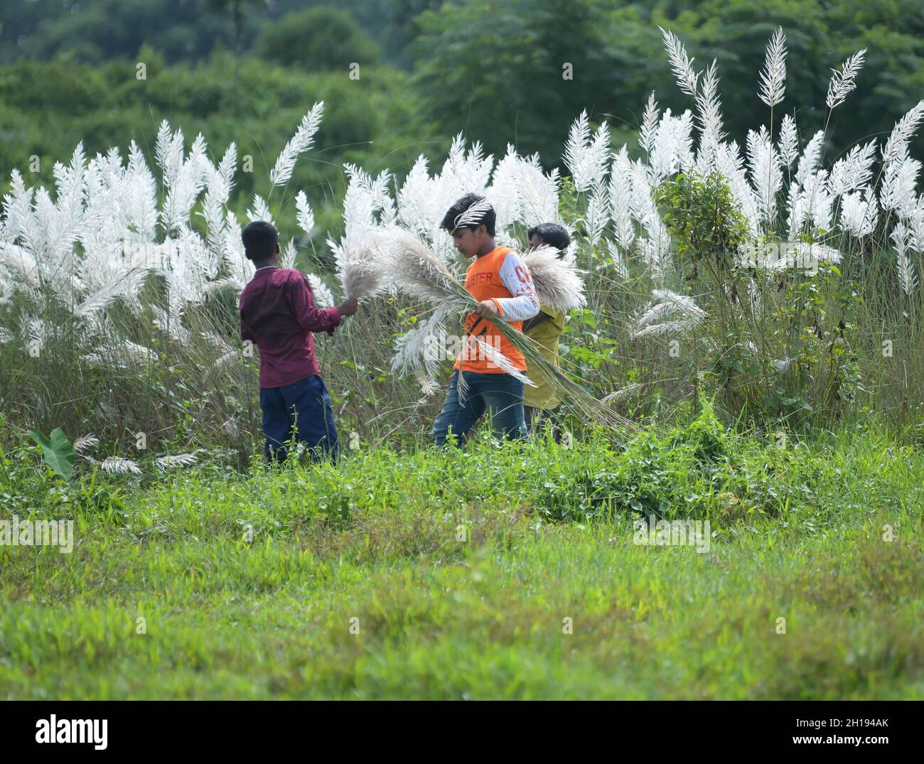 Children collect kash phool, also known as Kans Grass, which bloom in ...