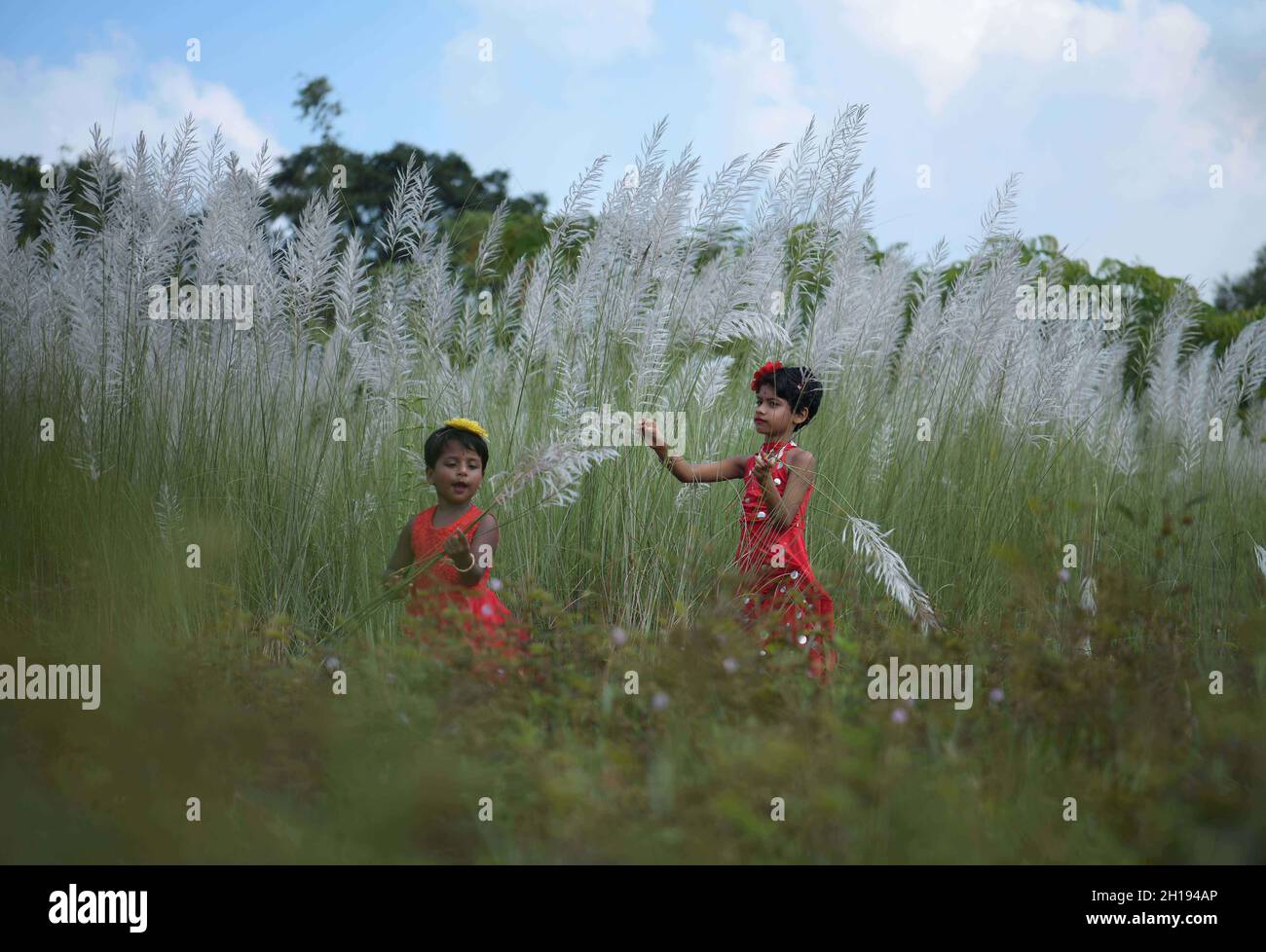 Children collect kash phool, also known as Kans Grass, which bloom in ...