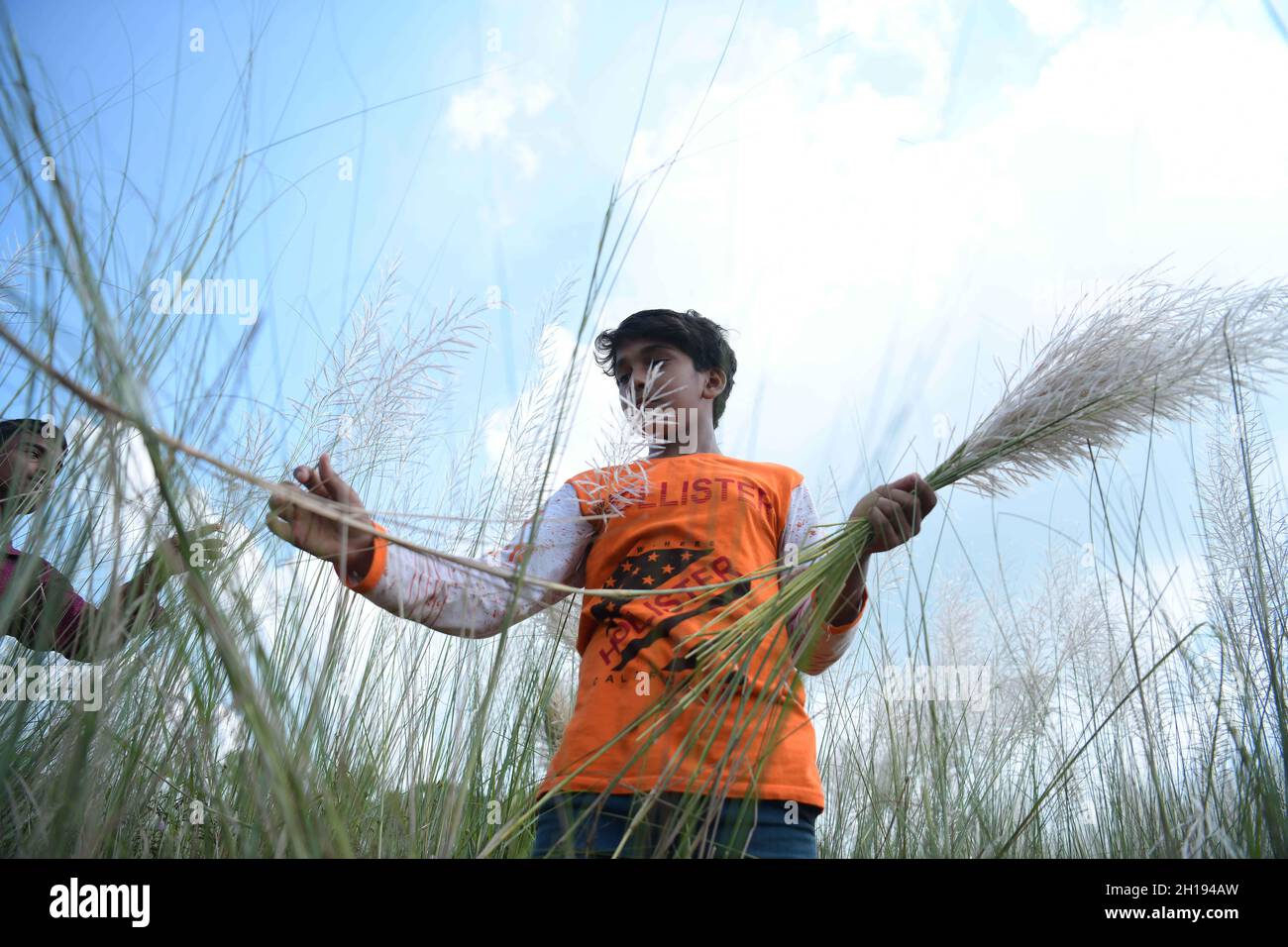 Children collect kash phool, also known as Kans Grass, which bloom in ...