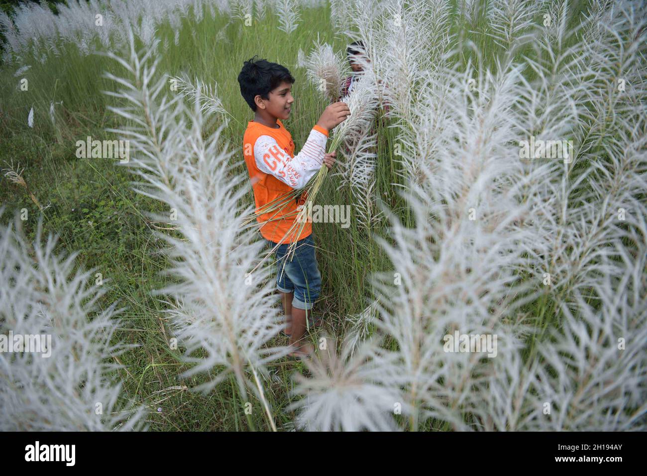 Children collect kash phool, also known as Kans Grass, which bloom in ...