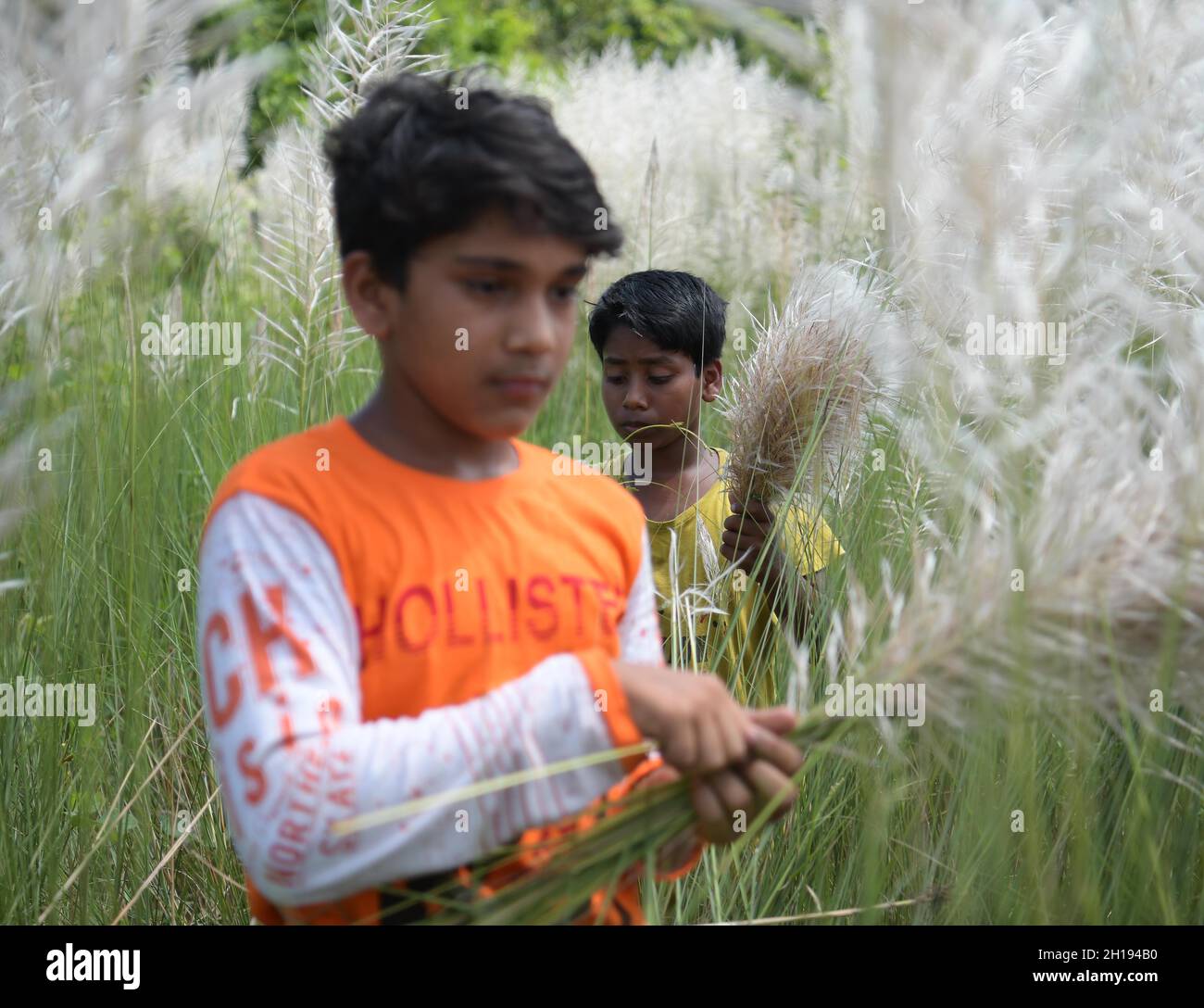 Children collect kash phool, also known as Kans Grass, which bloom in ...