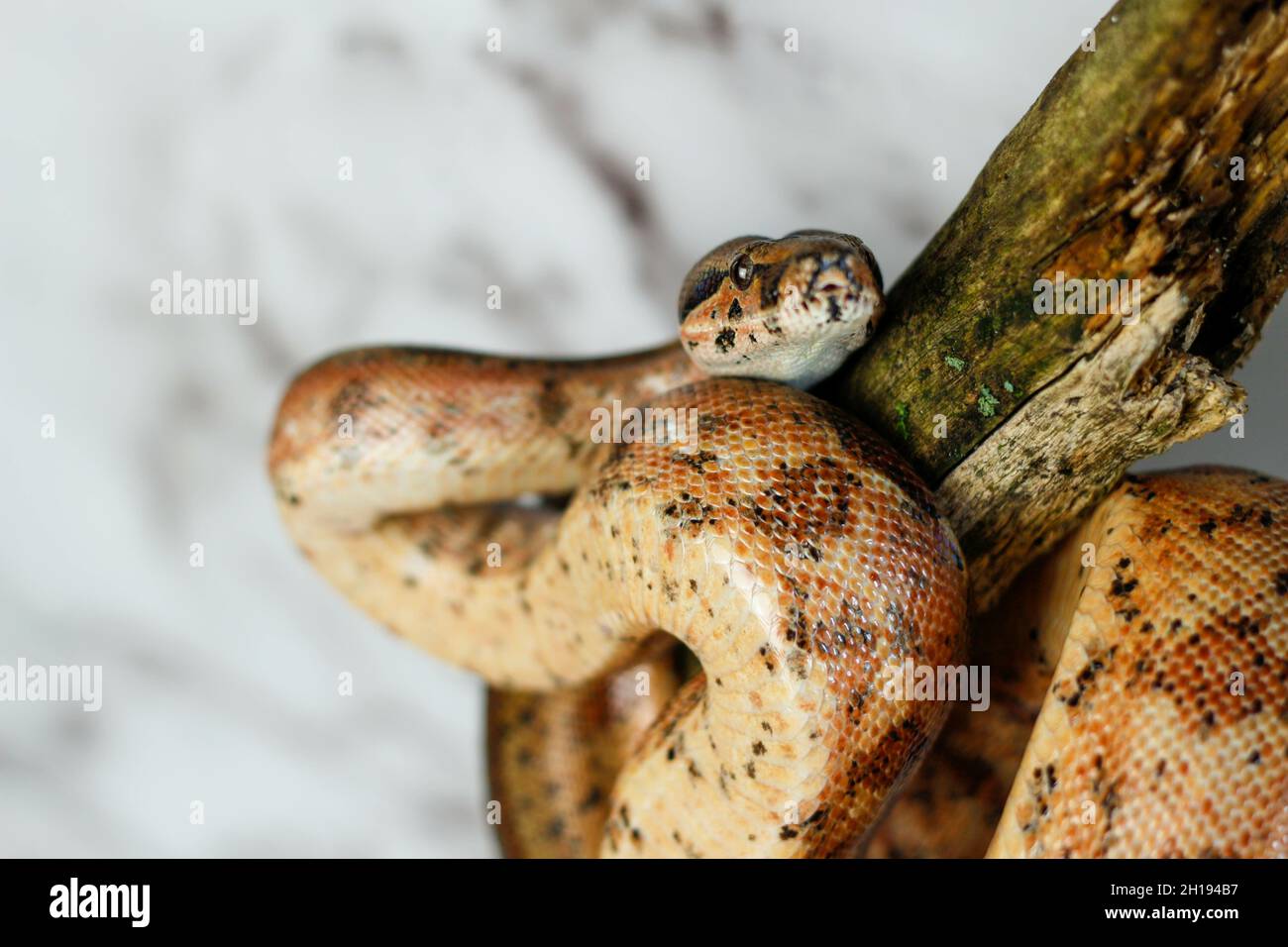 A Boa imperator snake on a tree branch with a white marble wall ...