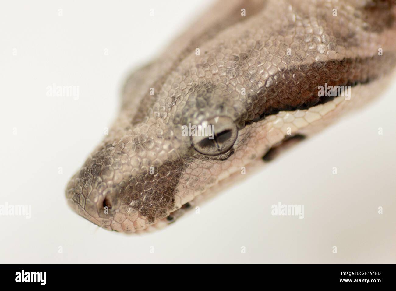 A close-up shot of a Boa imperator snake Stock Photo - Alamy