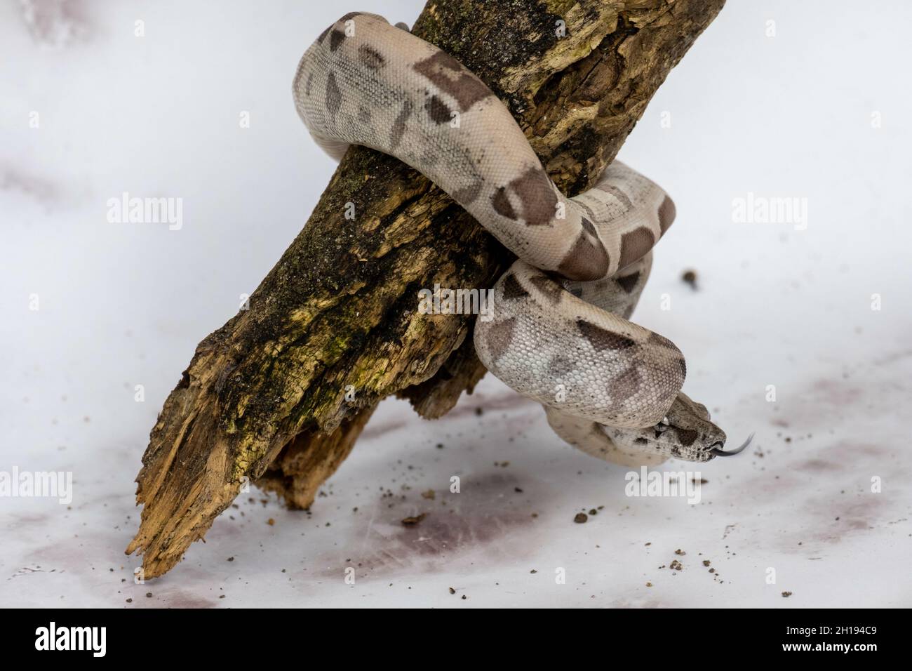 A Boa imperator snake on a tree branch with a white marble wall ...