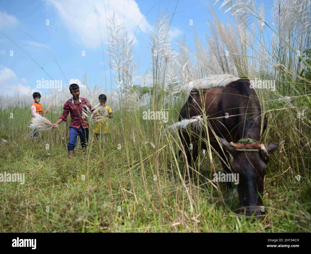 Children collect kash phool, also known as Kans Grass, which bloom in ...